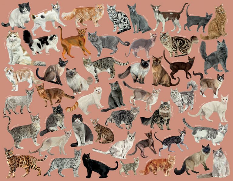 Iconic Cats – Smith Street Books